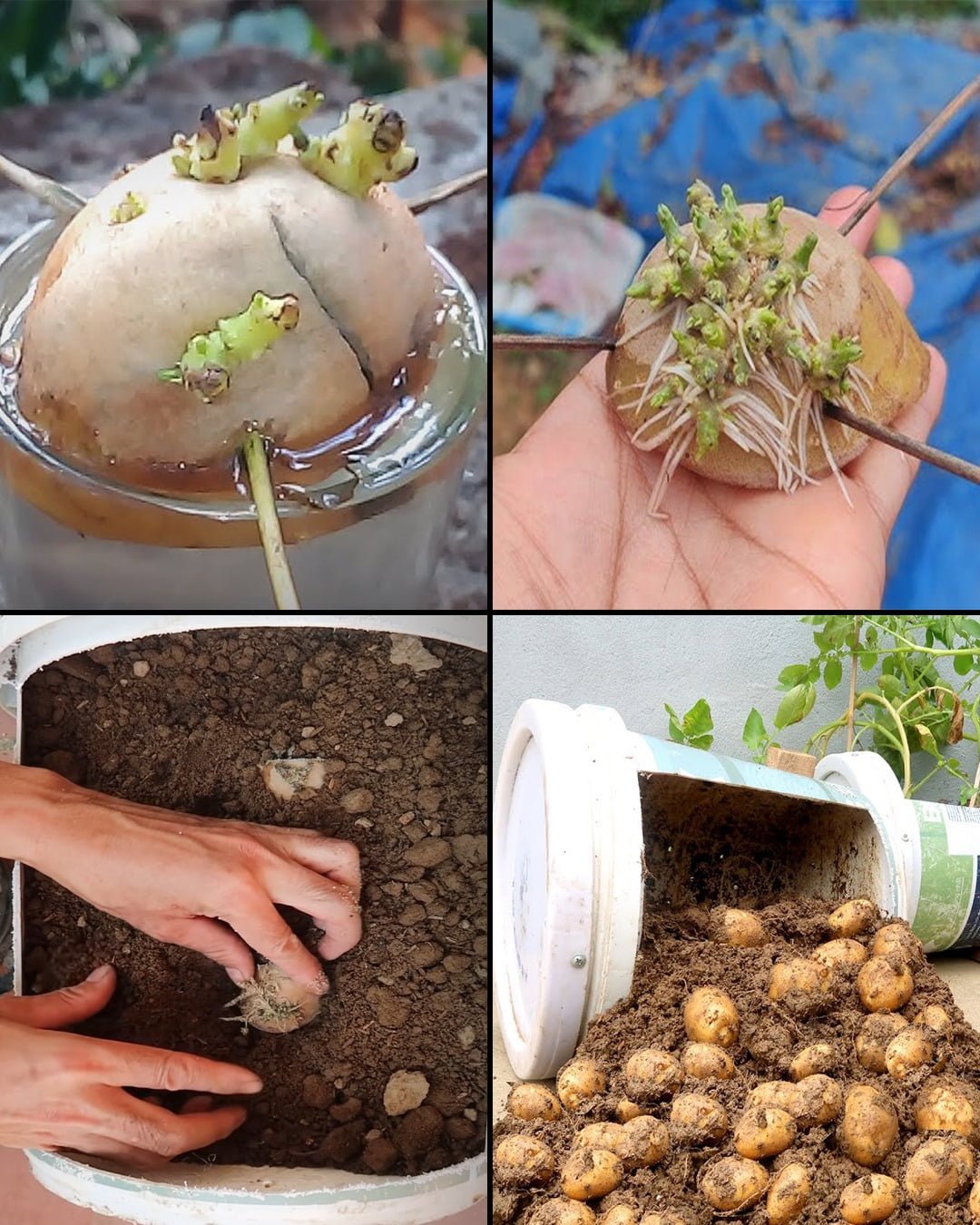 Como cultivar batatas em recipientes em casa com apenas uma batata ...