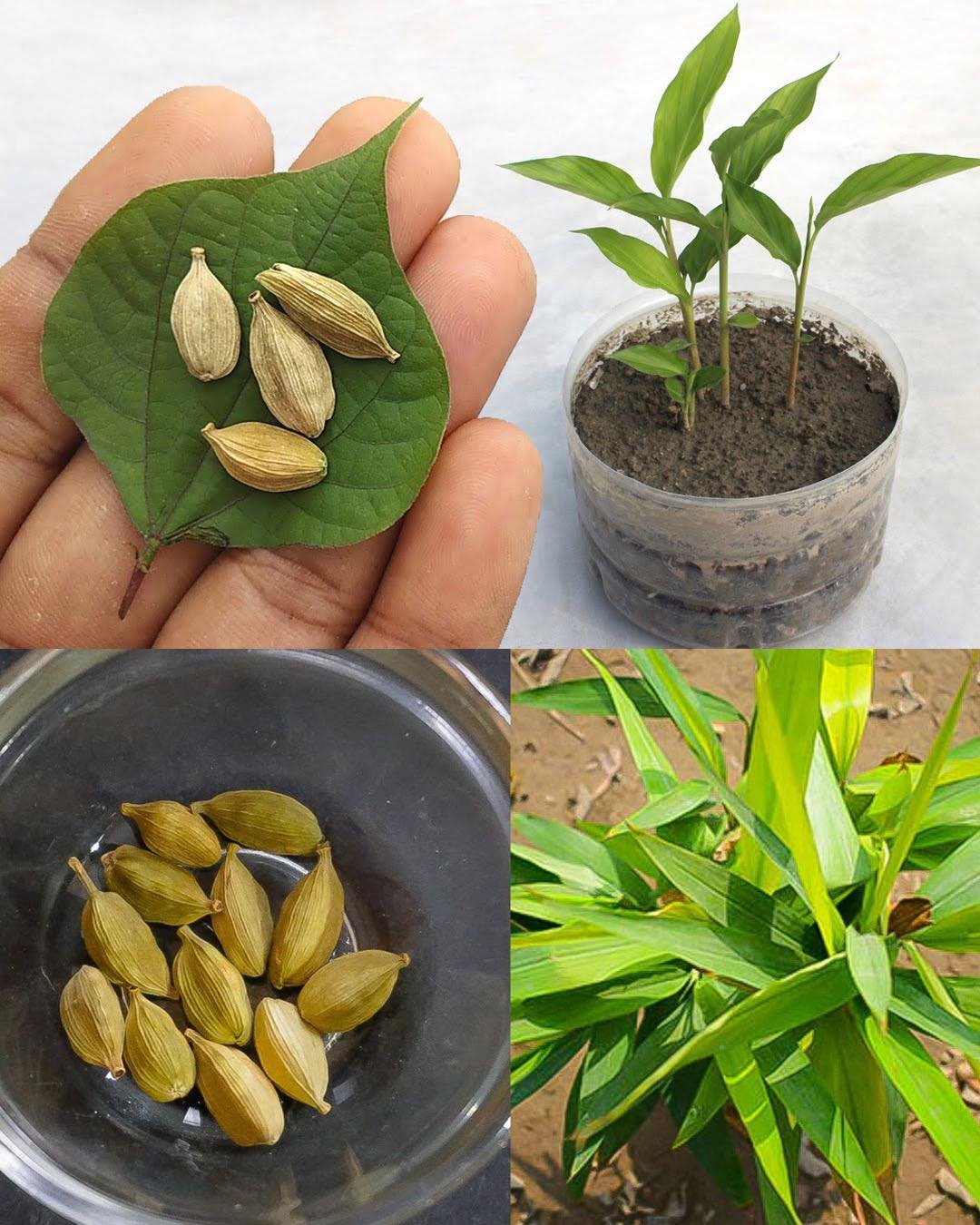 Como cultivar uma planta de cardamomo a partir da semente e cuidar do ...