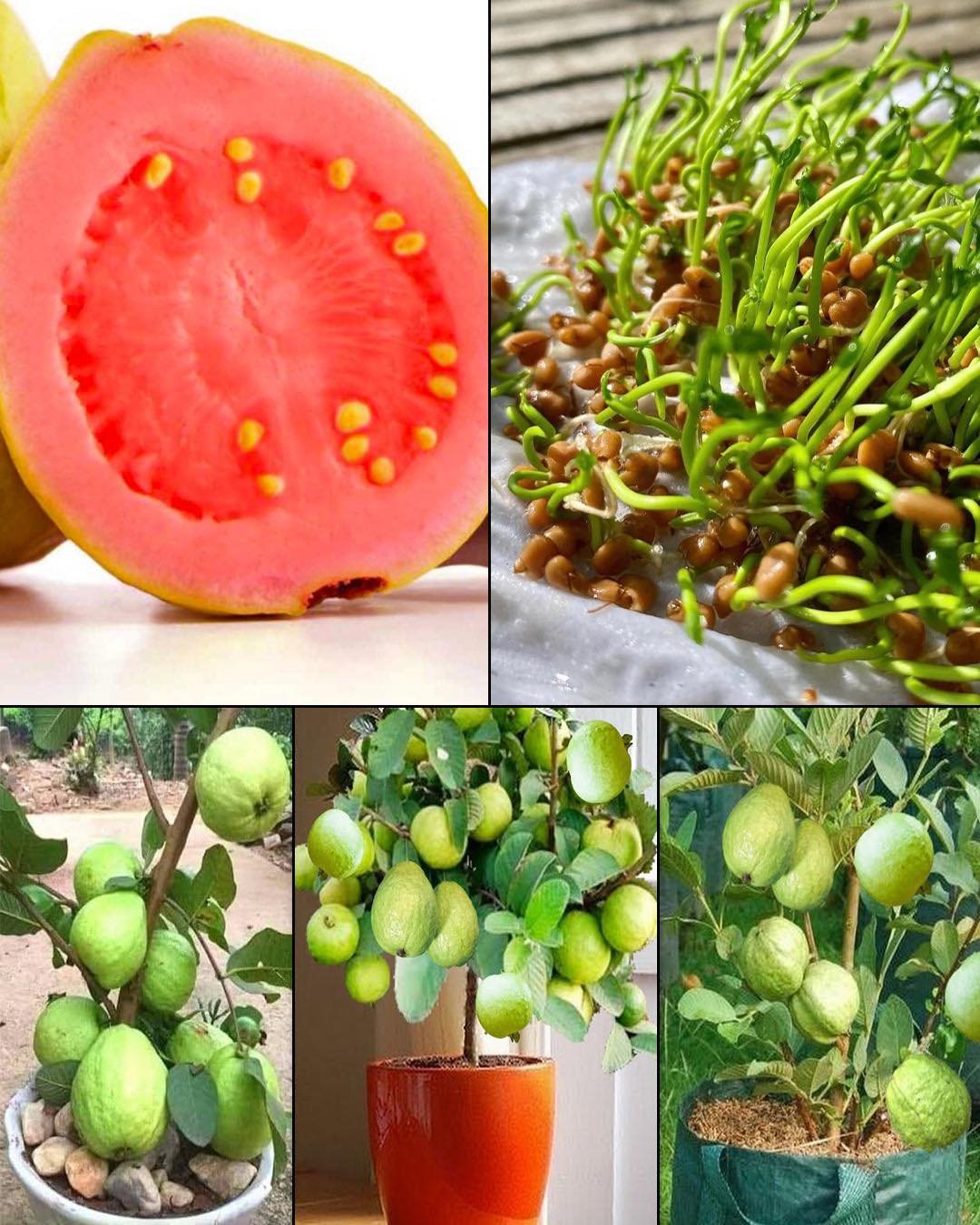 Cultivo de goiaba em casa em vasos: O segredo para uma colheita ...