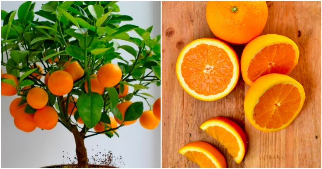 Cultive um doce fornecimento de laranjas diretamente no parapeito da ...