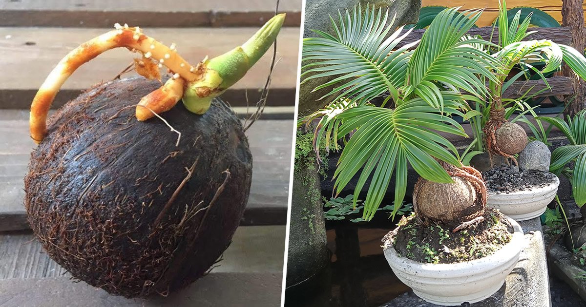 Cultivo de um coqueiro a partir de um coco: o método de propagação por ...