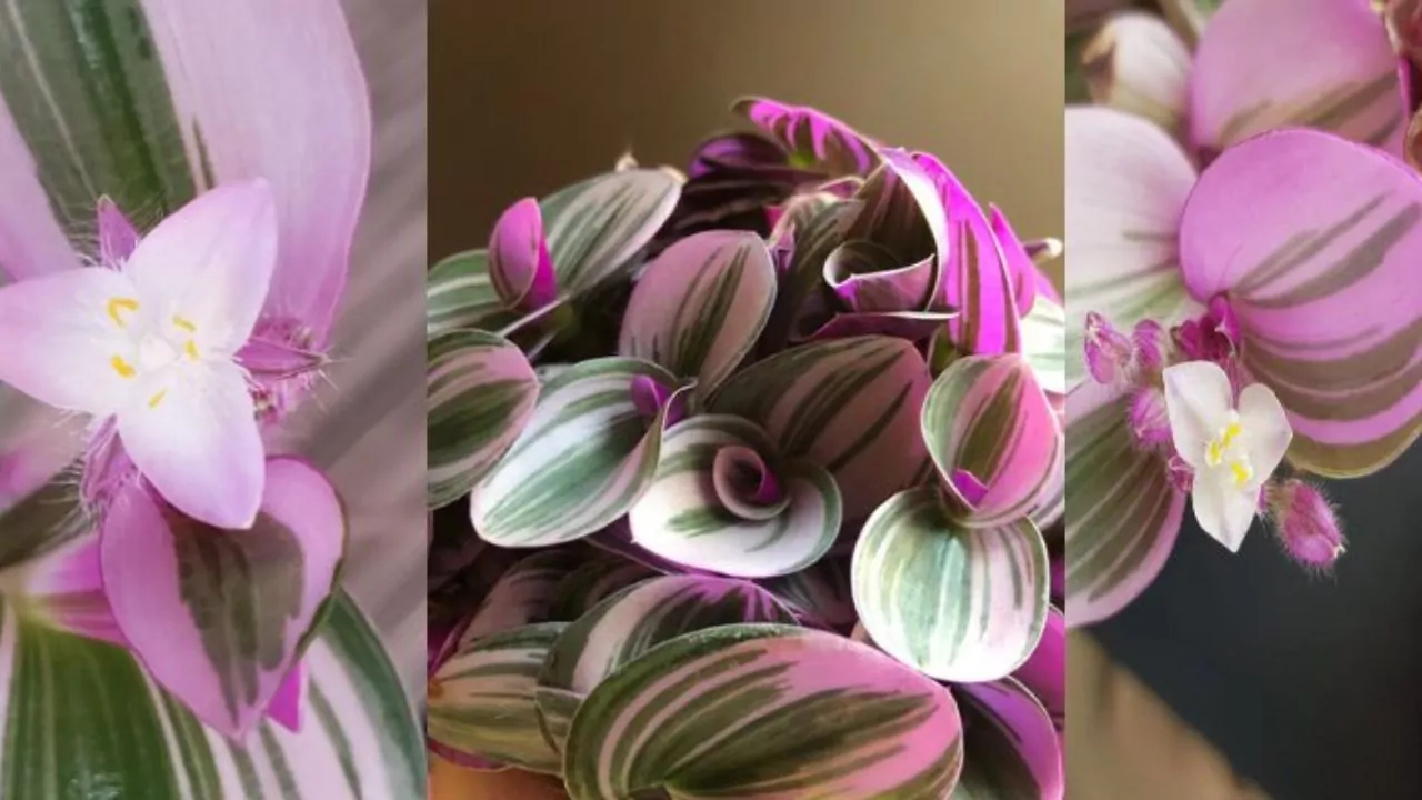 Como cultivar e cuidar de uma planta Tradescantia Nanouk - Truques Da ... Como cultivar e cuidar de uma planta Tradescantia Nanouk - Truques Da ...