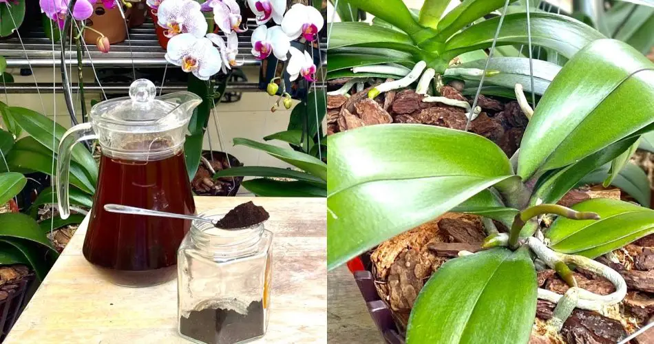 Uma colher deste chá ajuda as orquídeas a florescerem mais e a ... Uma colher deste chá ajuda as orquídeas a florescerem mais e a ...