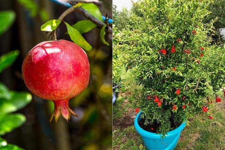 Como cultivar a romã em vaso e seus cuidados - Truques Da Vovozinha