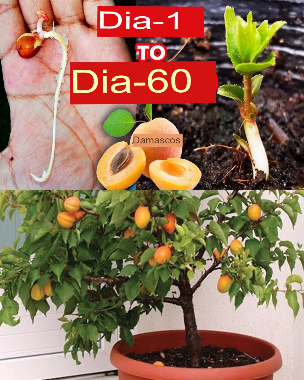 Do caroço ao fruto: O guia completo para o cultivo de damascos a partir ...