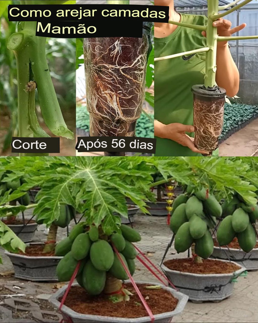 Como colocar uma papaieira em camadas: Um Guia Passo a Passo - Truques ...