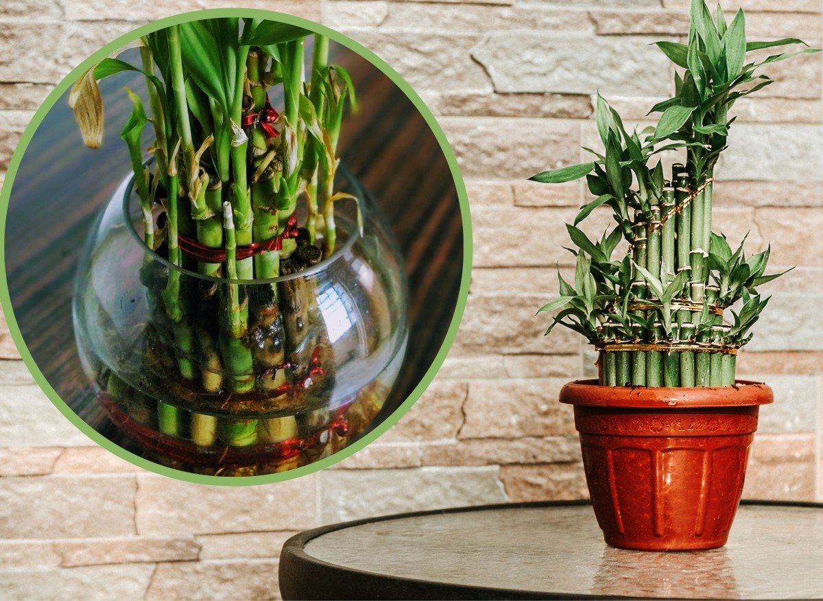 Bambu da sorte - a flor da sorte. Crescer na água e no solo - Truques ...